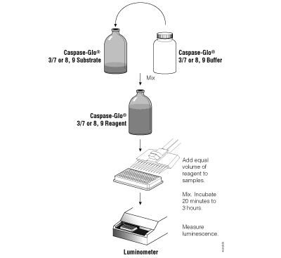 Apoptosis | An Introduction to Apoptosis Detection Methods | Promega